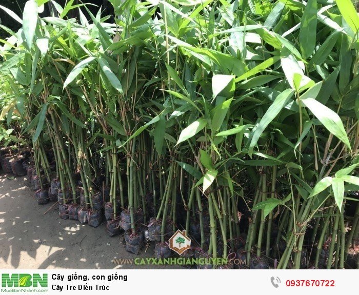 Cây Tre Điền Trúc Mới 100%, giá: 35.000đ, gọi: 0937670722, Quận Thủ Đức ...