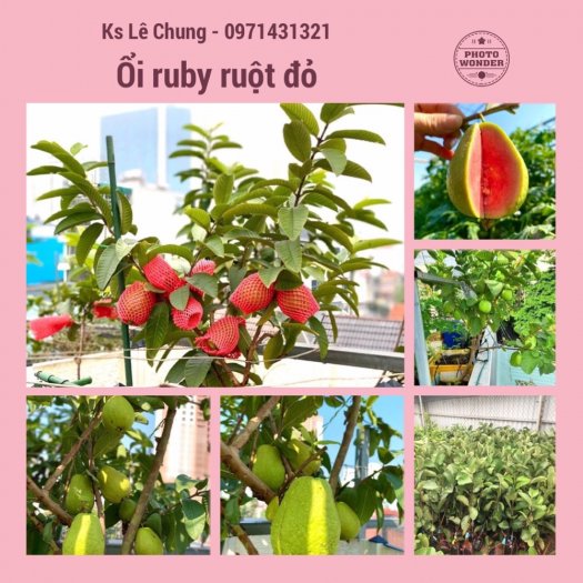 Cây giống ổi ruby ruột đỏ Mới 100%, giá: 80.000đ, gọi: 0971431321 ...