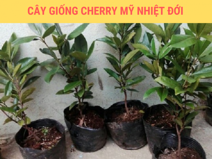 Cách trồng và chăm sóc cây Cherry – Mua Bán Nhanh